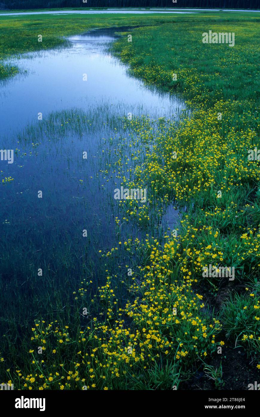 Buttercups (Ranunculus) at Sparks Lake, Deschutes National Forest ...
