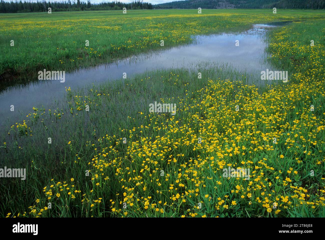 Buttercups (Ranunculus) at Sparks Lake, Deschutes National Forest ...