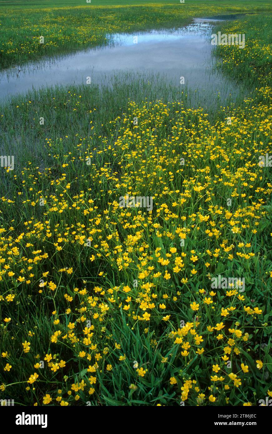 Buttercups (Ranunculus) at Sparks Lake, Deschutes National Forest ...