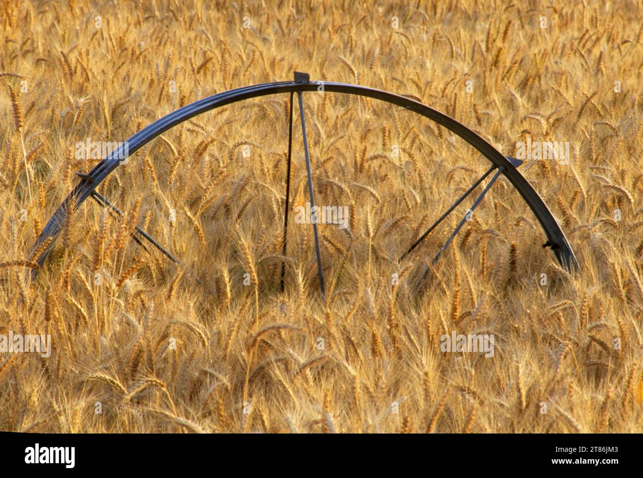 Wheat field with irrigation pipe, Marion County, Oregon Stock Photo - Alamy