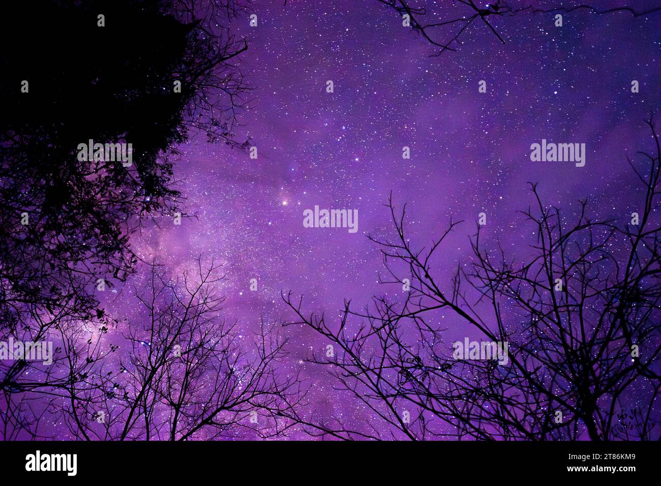 Pictures serie of the starry night over the Amazon Forest in Mato ...