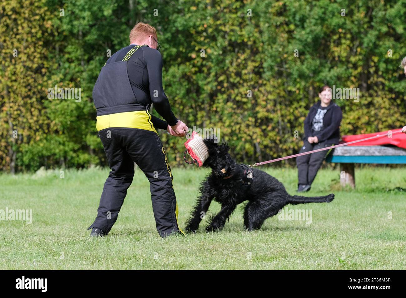 Giant Schnauzer during protection training in Sweden Stock Photo - Alamy