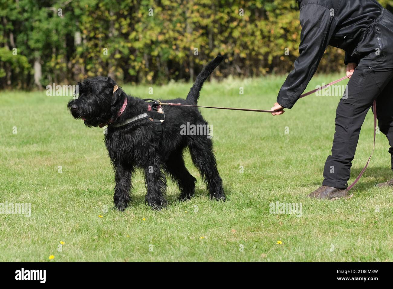 Giant schnauzer working hi-res stock photography and images - Alamy