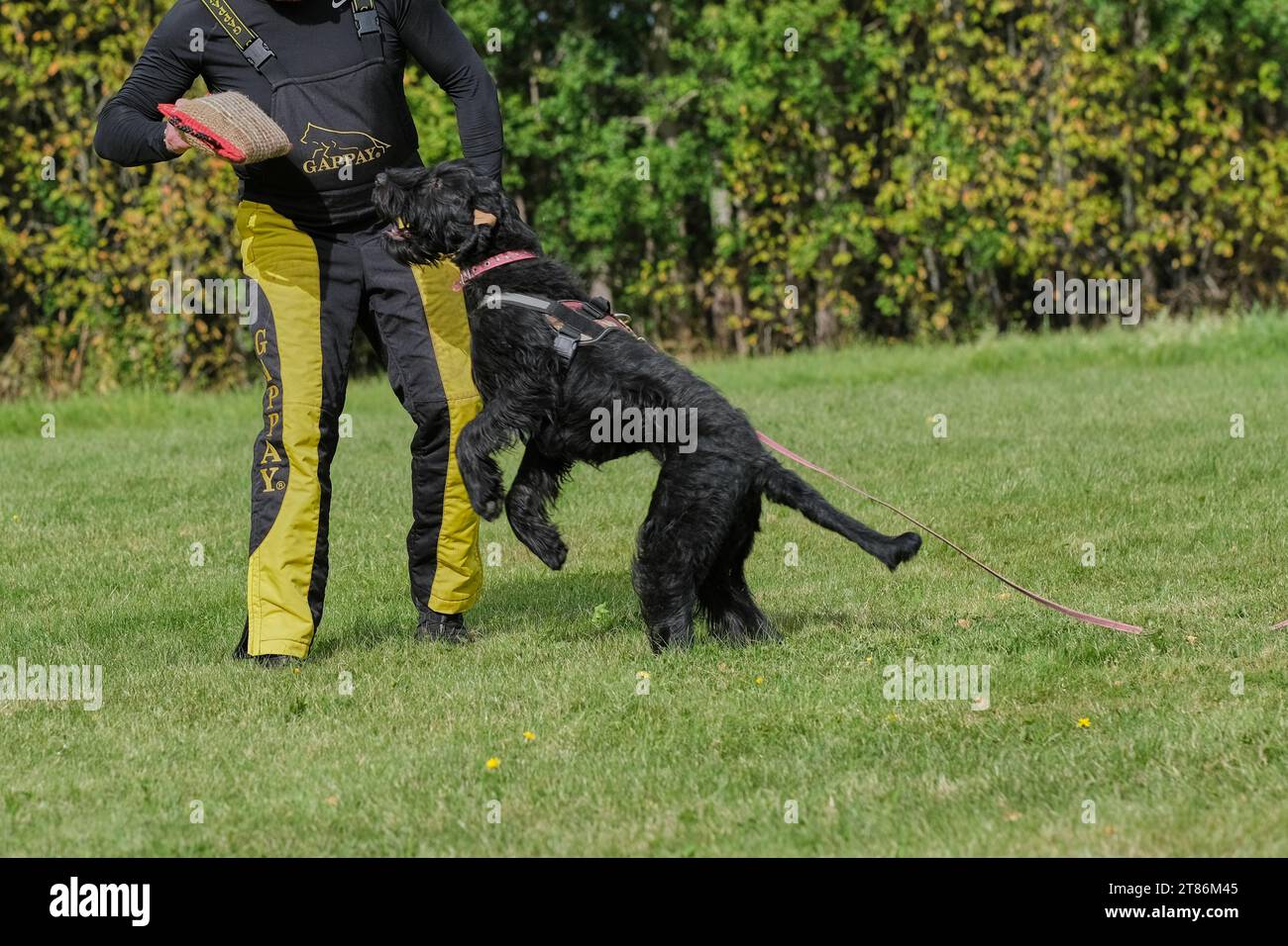 Giant Schnauzer during protection training in Sweden Stock Photo - Alamy