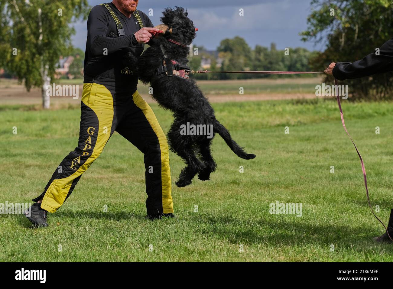 Giant schnauzer working hi-res stock photography and images - Alamy