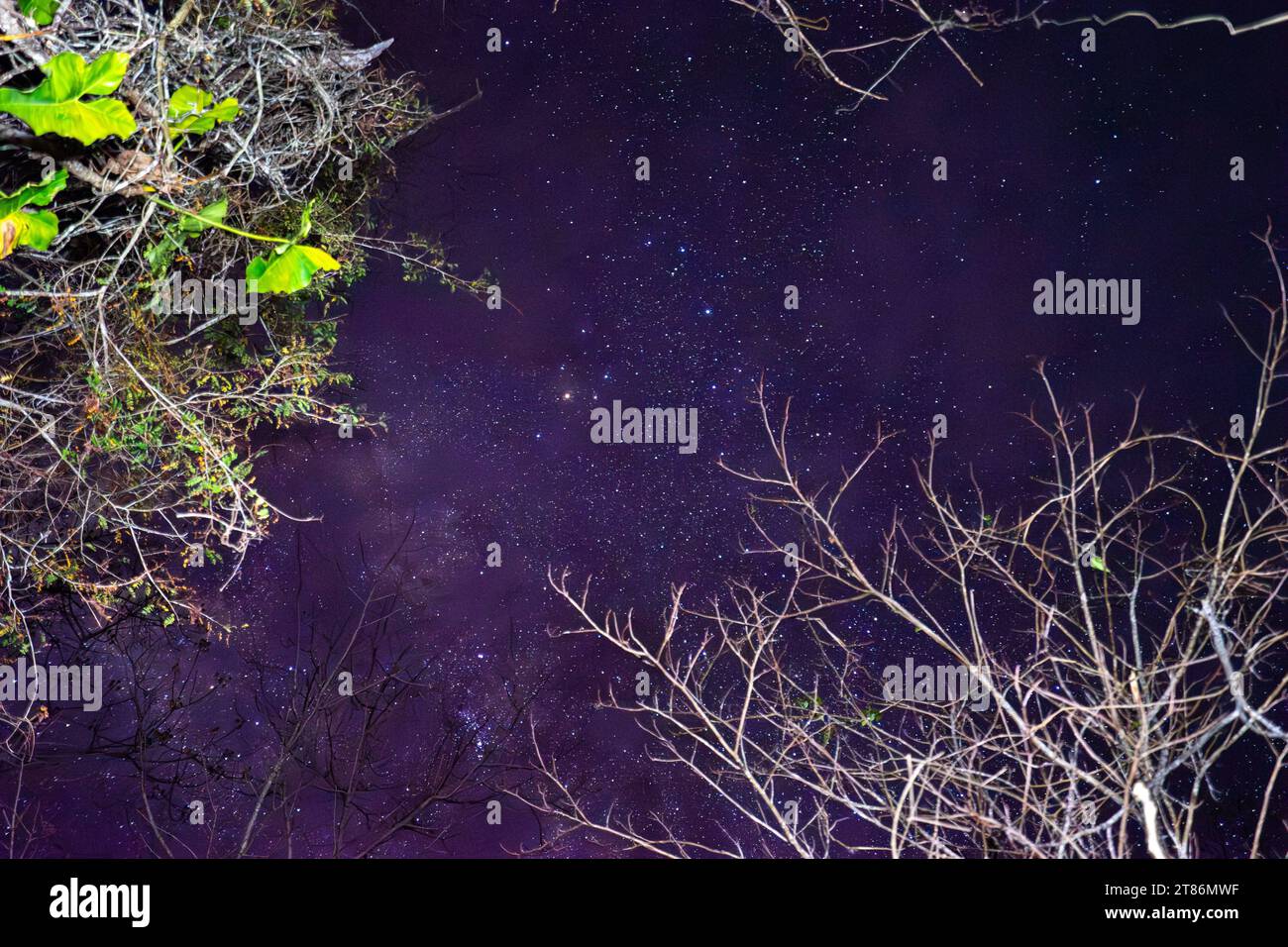 Series of pictures of the starry night over the Amazon Forest in Mato ...