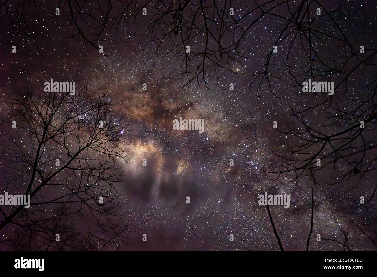 Pictures serie of the starry night over the Amazon Forest in Mato ...