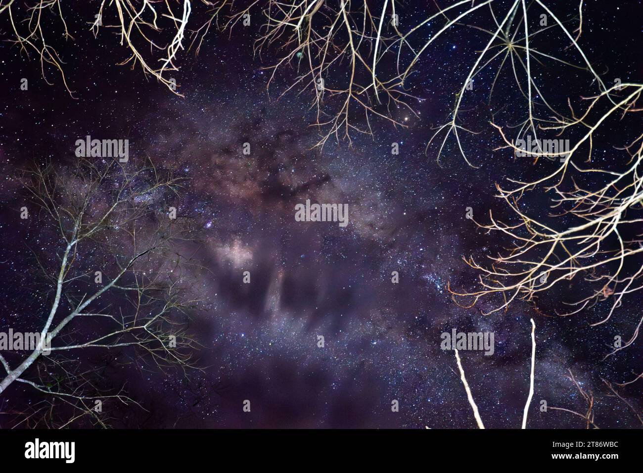 Pictures serie of the starry night over the Amazon Forest in Mato ...