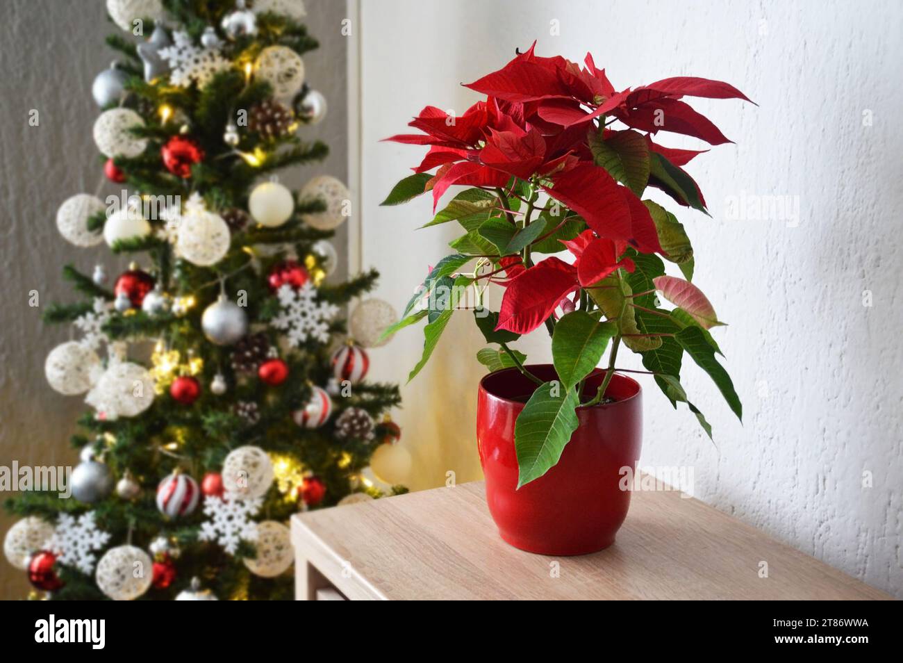 Christmas Poinsettia flower in flower pot, Christmas tree in background ...