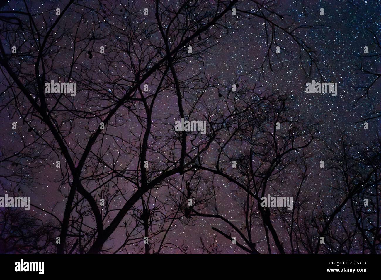 Pictures serie of the starry night over the Amazon Forest in Mato ...