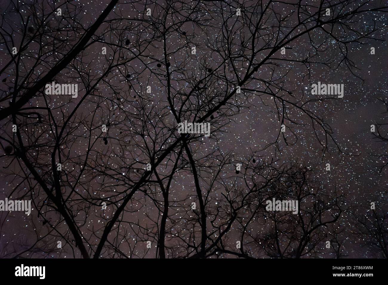 Pictures serie of the starry night over the Amazon Forest in Mato ...