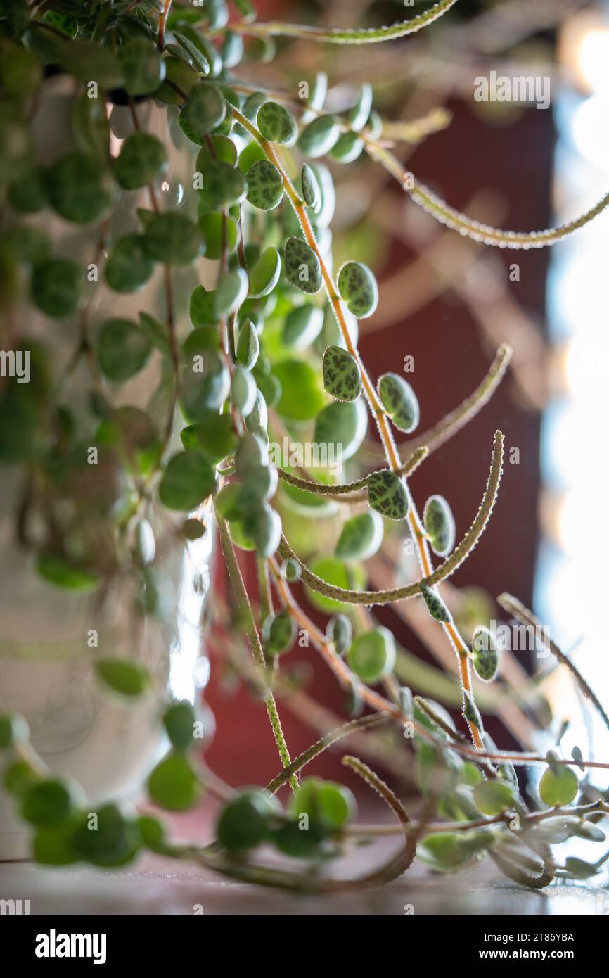 String of turtles flower hi-res stock photography and images - Alamy