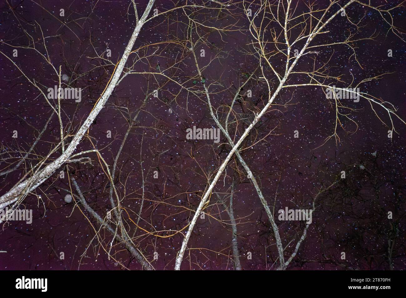 Pictures serie of the starry night over the Amazon Forest in Mato ...