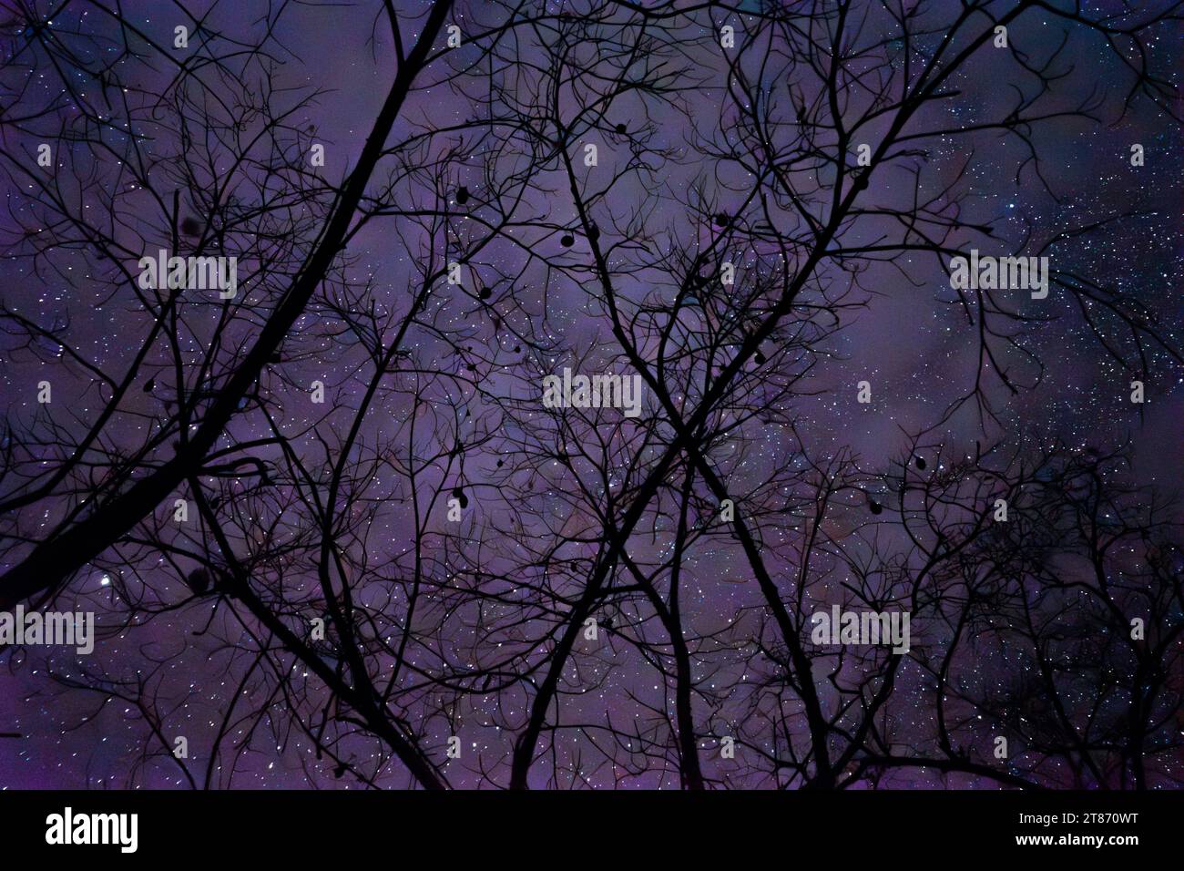 Series of pictures of the starry night over the Amazon Forest in Mato ...