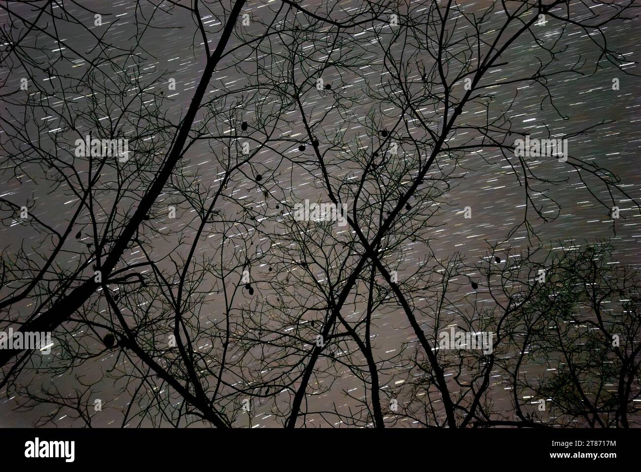 Series of pictures of the starry night over the Amazon Forest in Mato ...