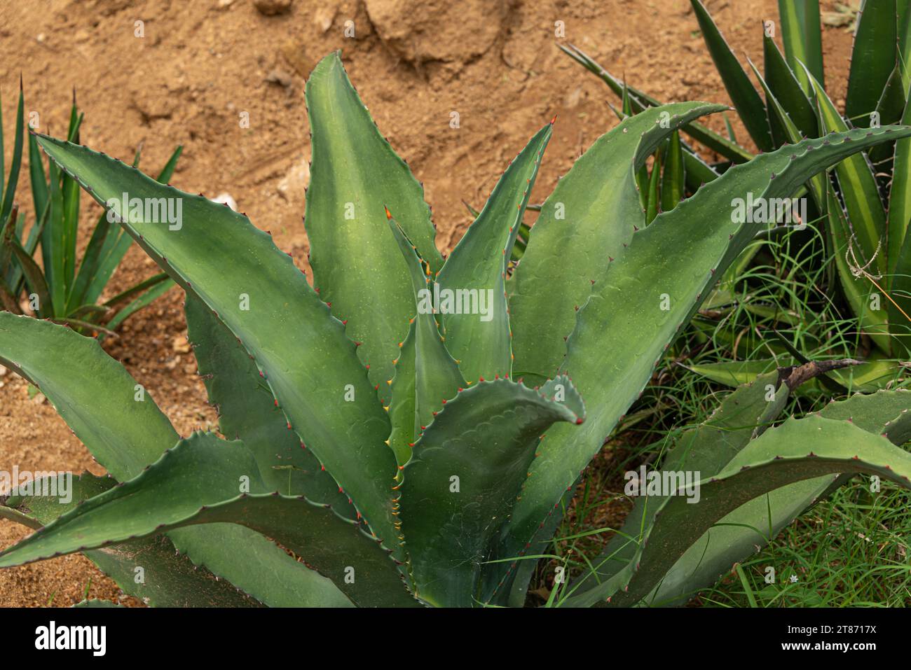 Pichometl hi-res stock photography and images - Alamy