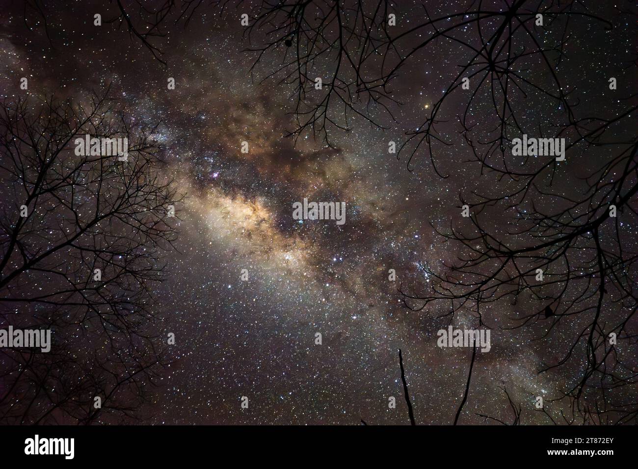 Pictures serie of the starry night over the Amazon Forest in Mato ...