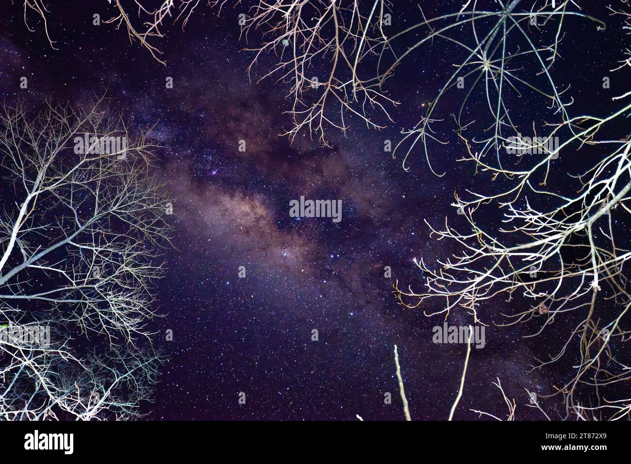 Pictures serie of the starry night over the Amazon Forest in Mato ...