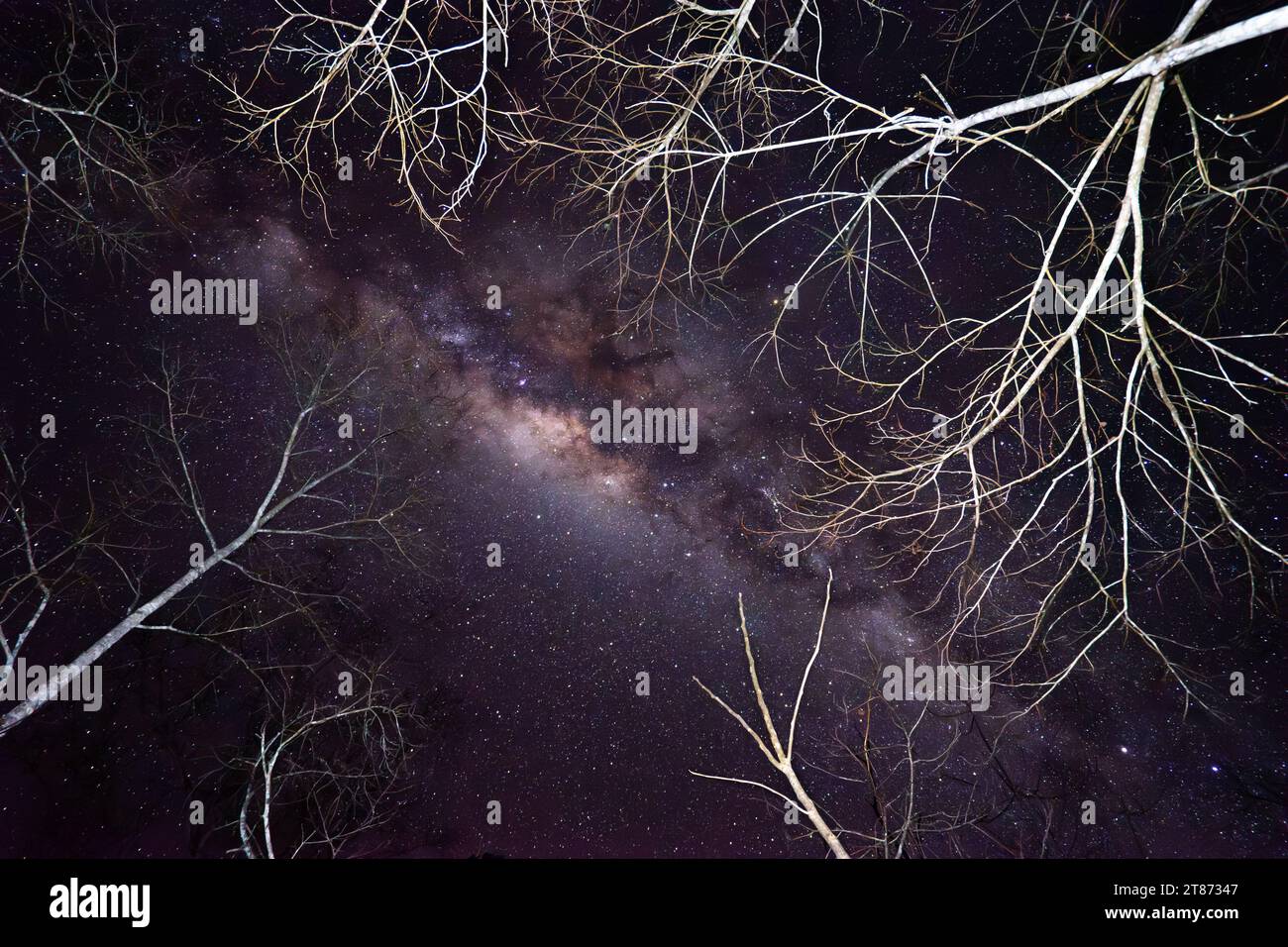 Pictures serie of the starry night over the Amazon Forest in Mato ...