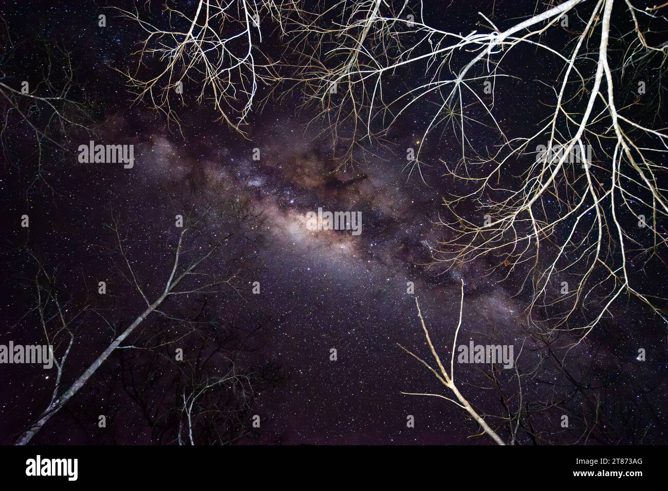 Pictures serie of the starry night over the Amazon Forest in Mato ...