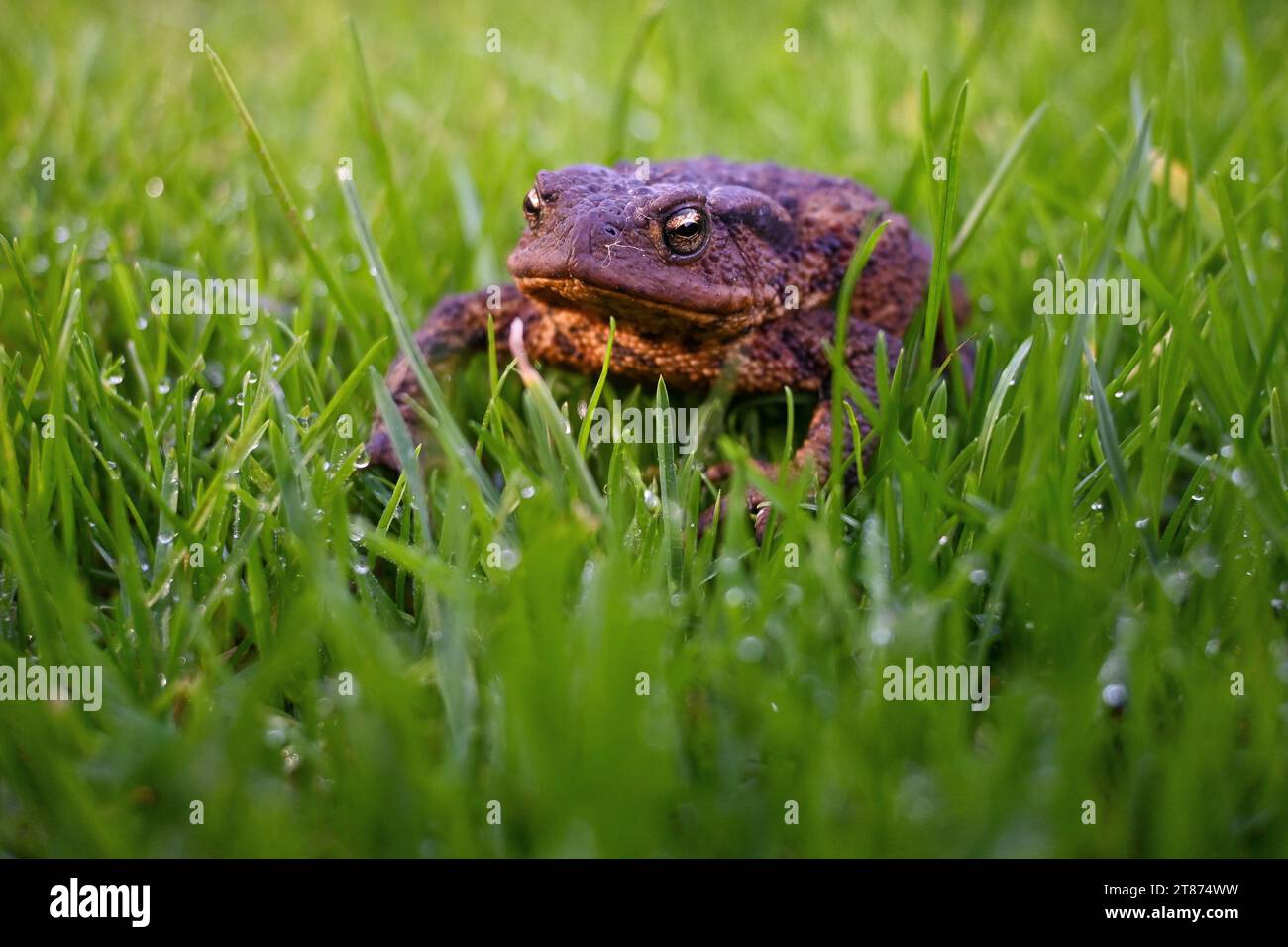 Lomggrass hi-res stock photography and images - Alamy