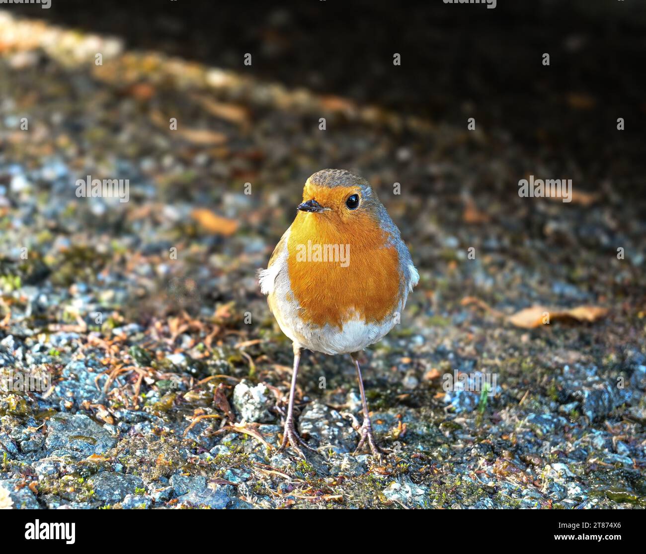 Female robin redbreast hi-res stock photography and images - Alamy