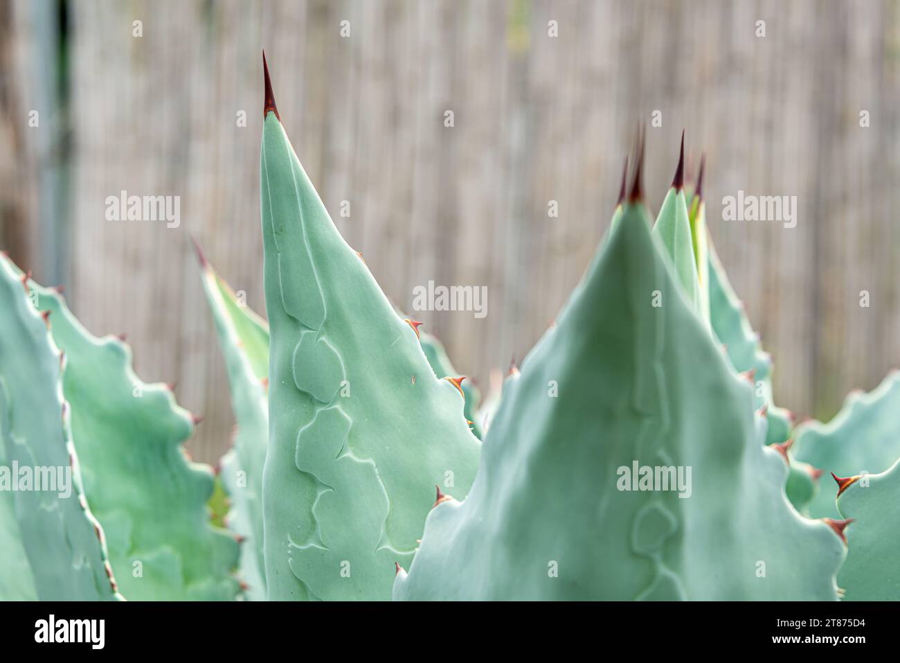 Tobala agave in Oaxaca, base of the mezcal traditional drink Stock ...