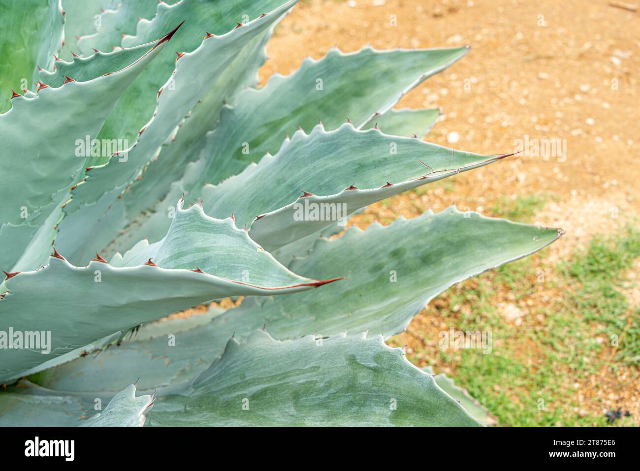 Tobala agave in Oaxaca, base of the mezcal traditional drink Stock ...