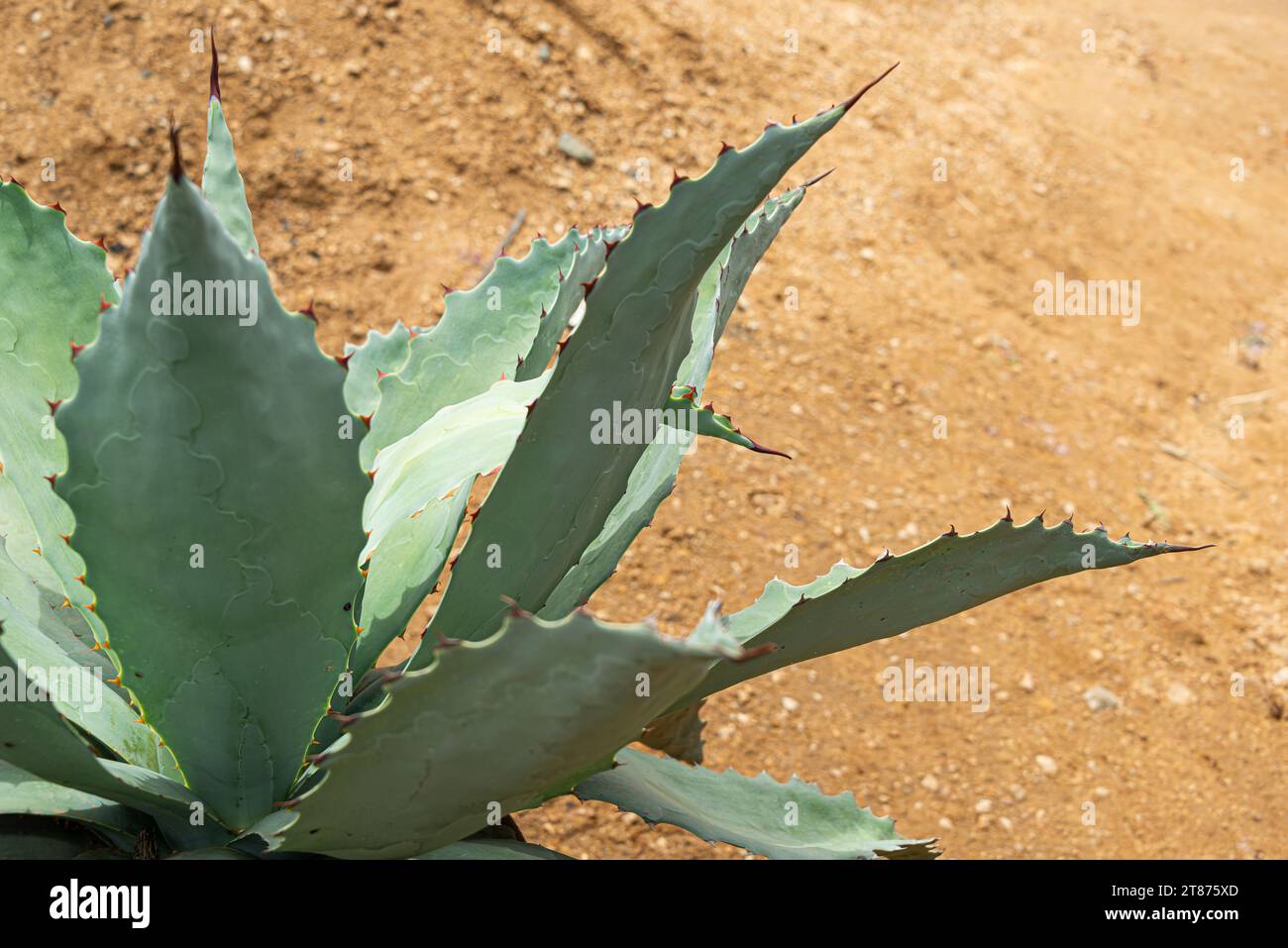 Tobala agave in Oaxaca, base of the mezcal traditional drink Stock ...