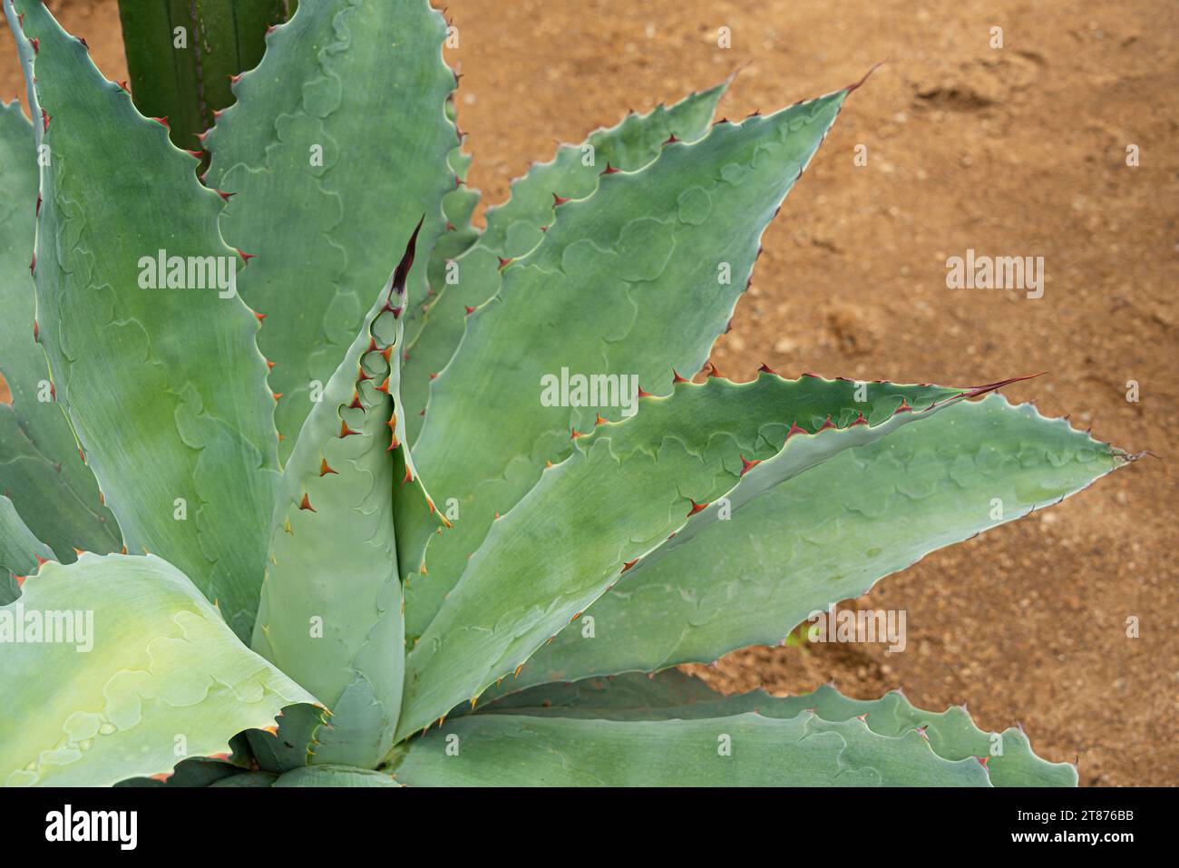 Tobala agave in Oaxaca, base of the mezcal traditional drink Stock ...