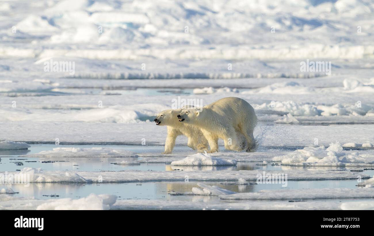 Female Polar bear and cub (Ursus maritimus) on ice, Svalbard, Norway ...
