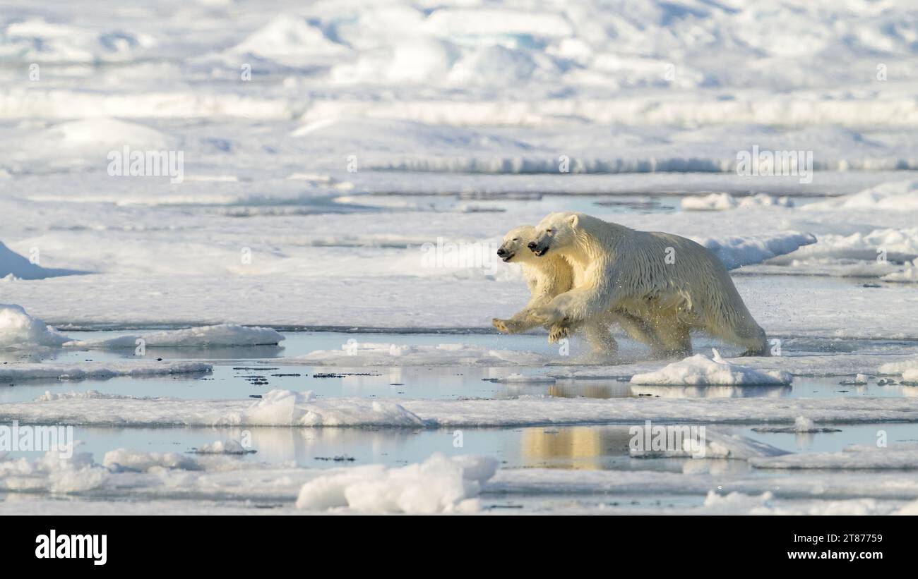 Female Polar bear and cub (Ursus maritimus) on ice, Svalbard, Norway ...