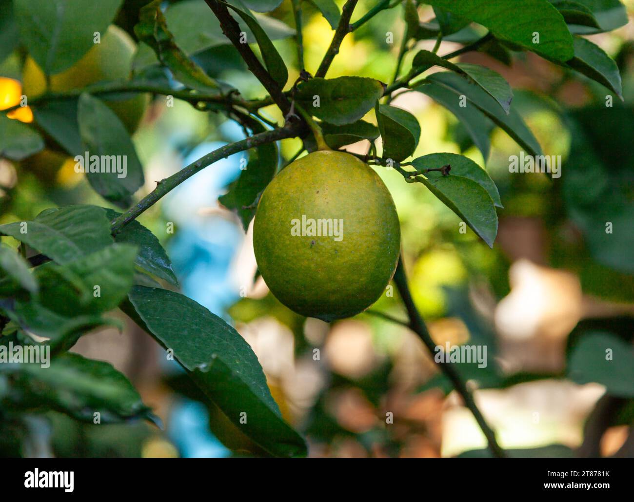 Selective focus of ripening a lemon. Lemon tree Stock Photo - Alamy