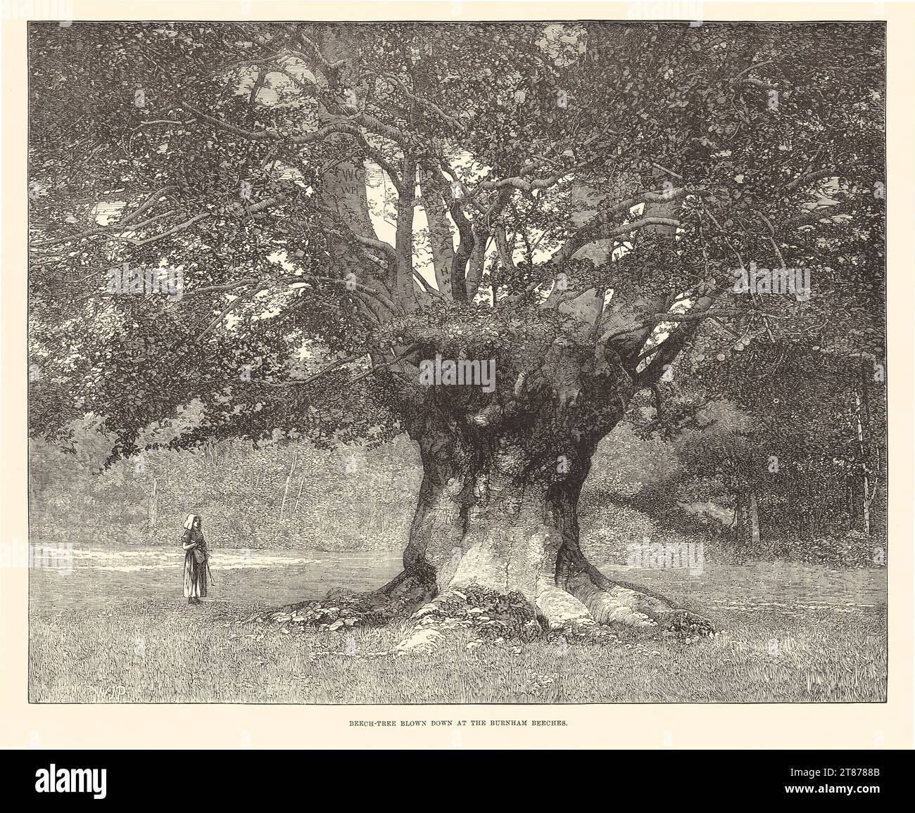 Beech tree blown down at burnham beeches hi-res stock photography and ...