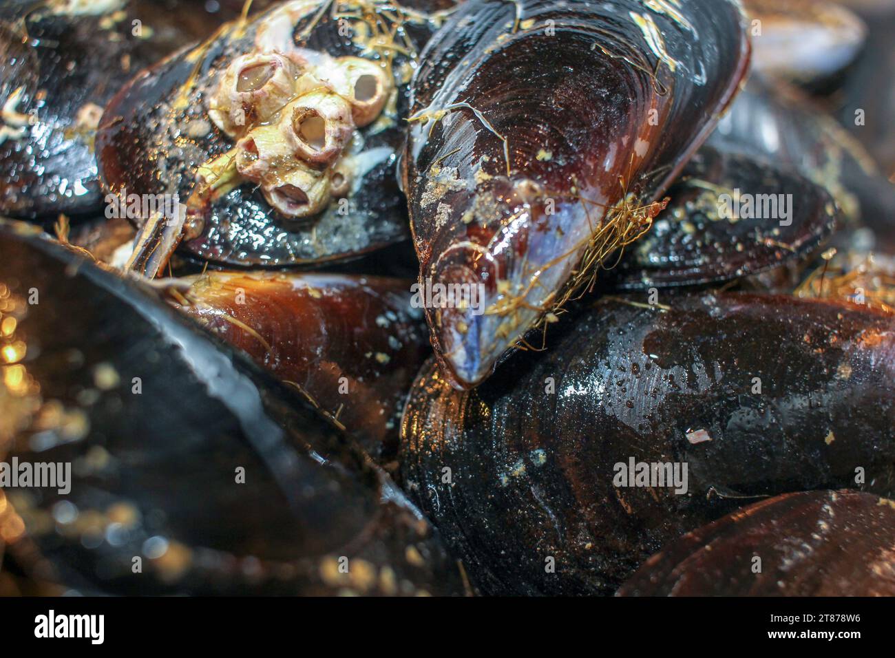 Healthy mussels hi-res stock photography and images - Alamy