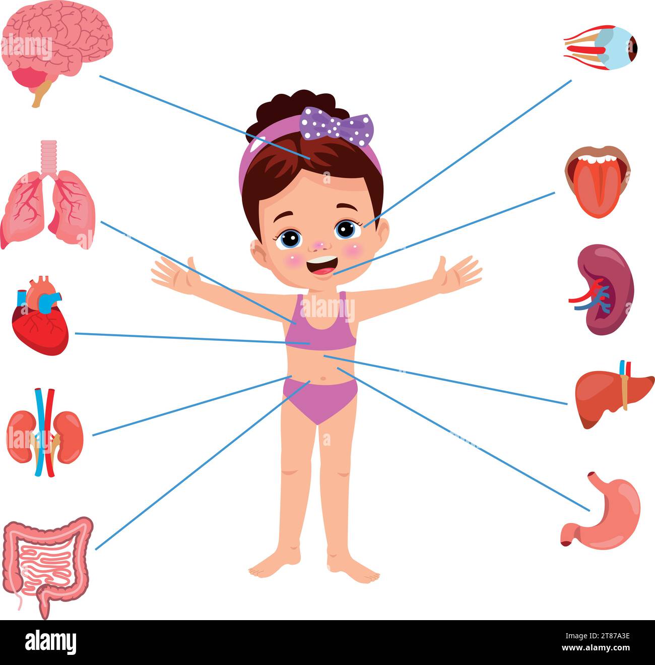 Human anatomy internal organ set with brain, lungs, intestine, heart ...
