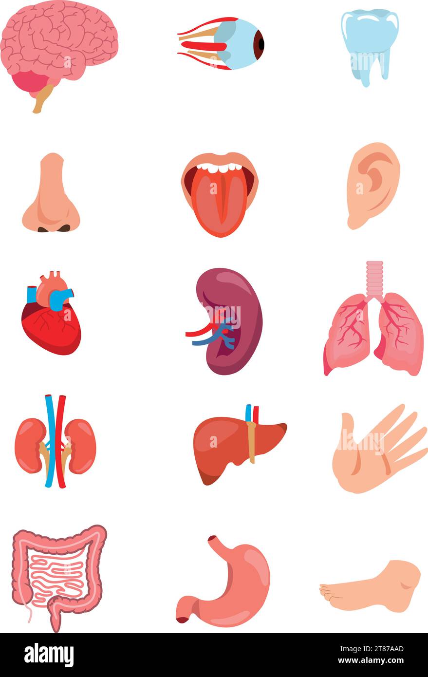 Human anatomy internal organ set with brain, lungs, intestine, heart ...