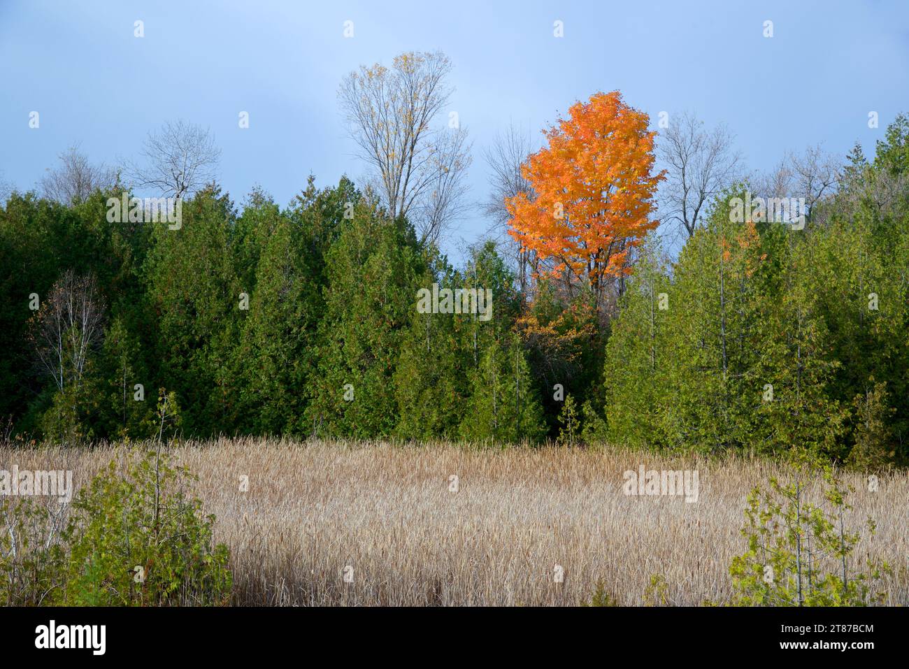 Single tree in autumn colour hi-res stock photography and images - Alamy