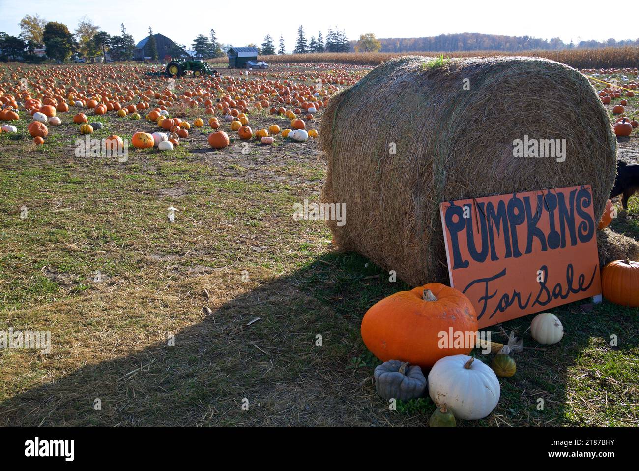Sign of pumpkins for sale on the road side farm Stock Photo - Alamy