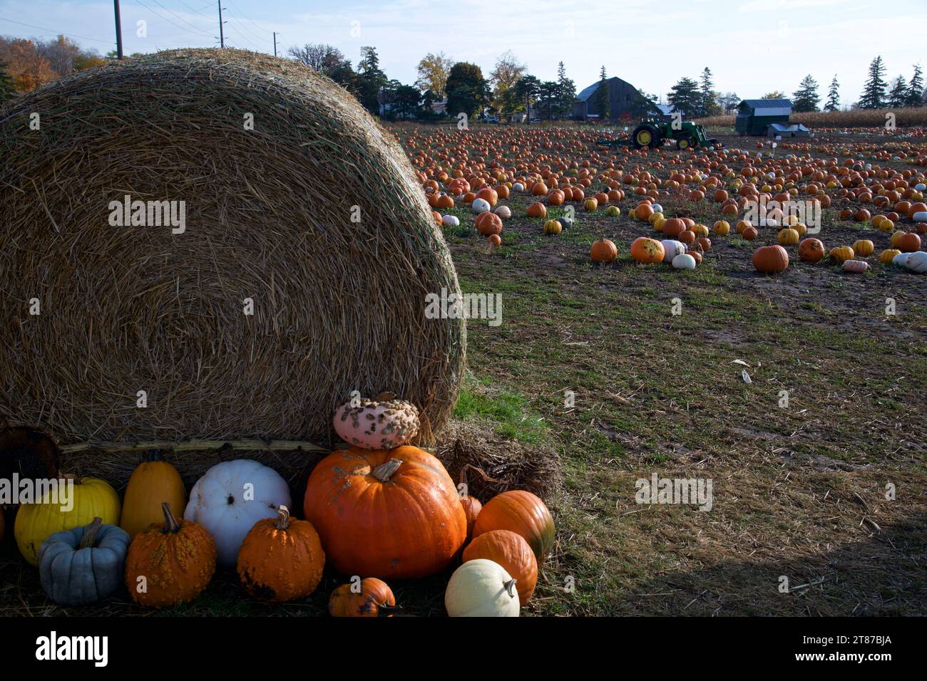 Pumpkin machine hi-res stock photography and images - Alamy