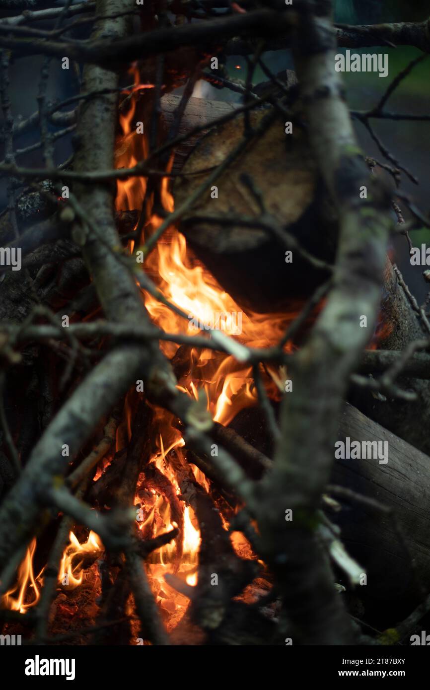 The branches are on fire. The fire in the forest. Flame and Wood ...