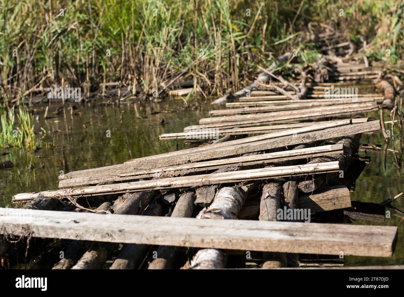 A bridge made of planks in a swamp. Bridge to the water. Impassable ...