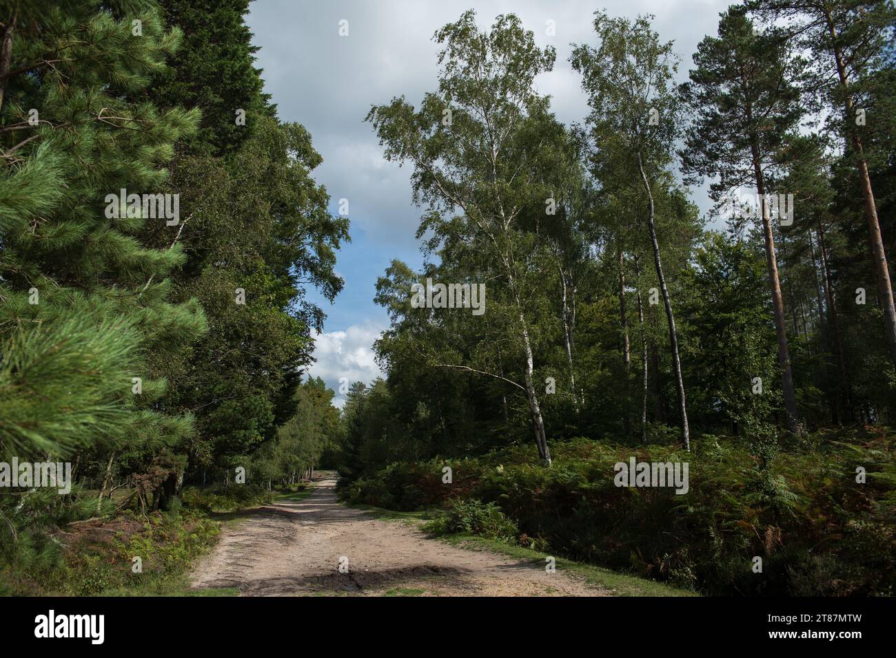 Rooted path hi-res stock photography and images - Alamy