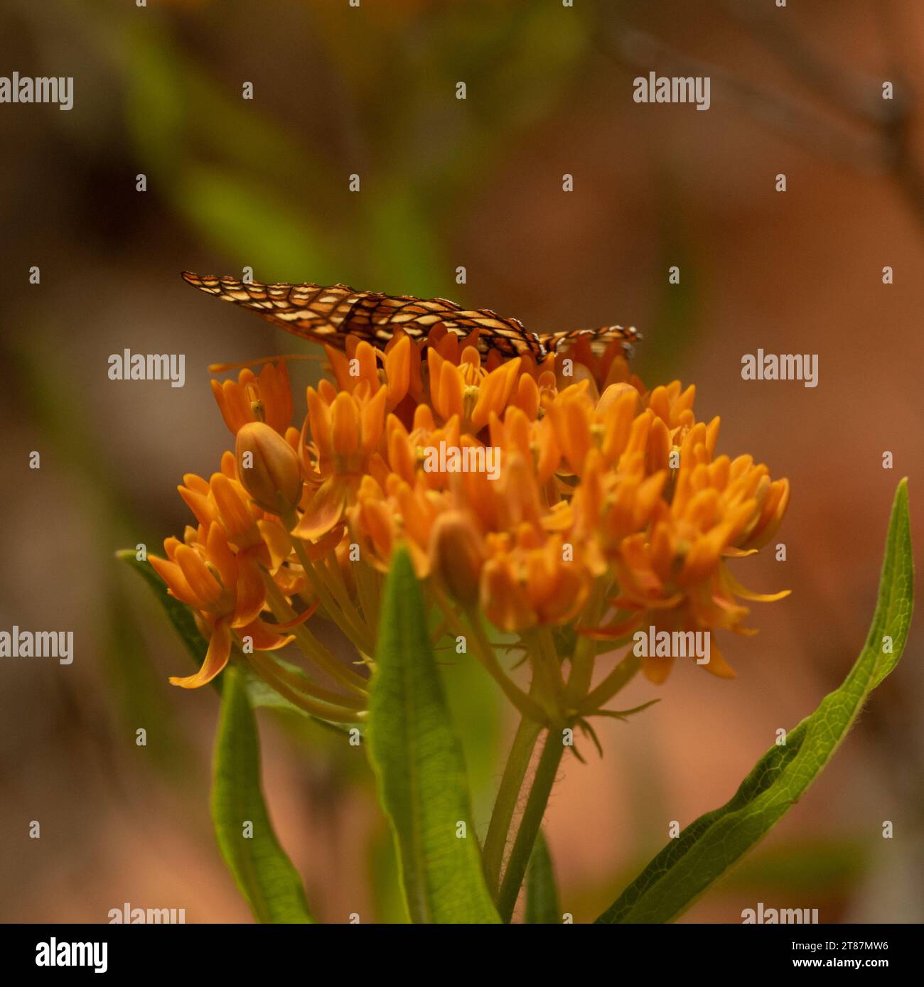 Group of Western Wallflower Buds with Butterfly on Top Stock Photo - Alamy