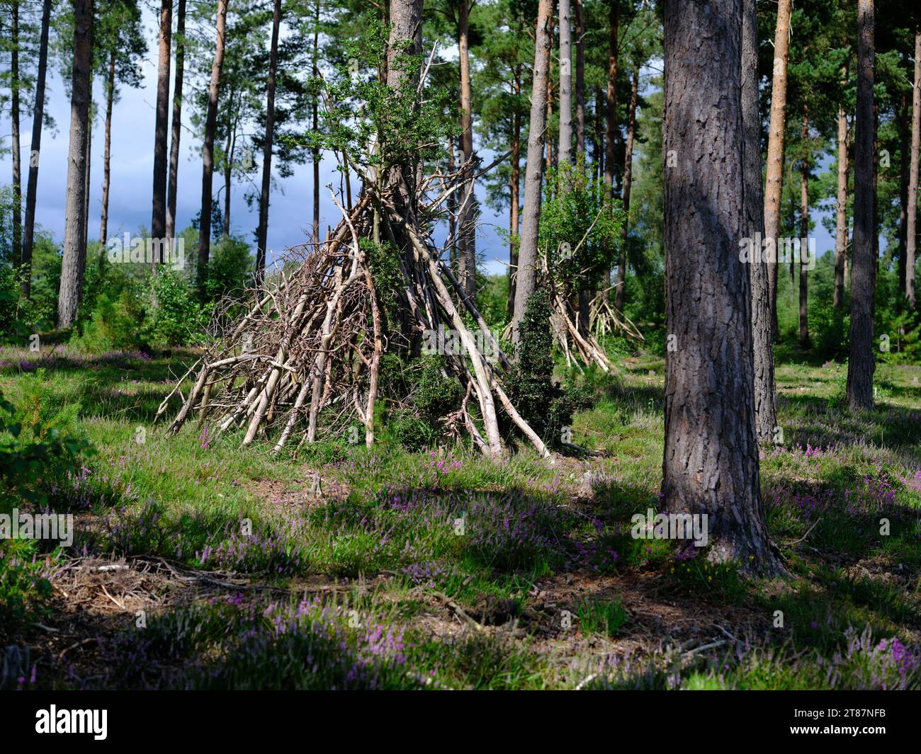 Horses tree branches hi-res stock photography and images - Alamy