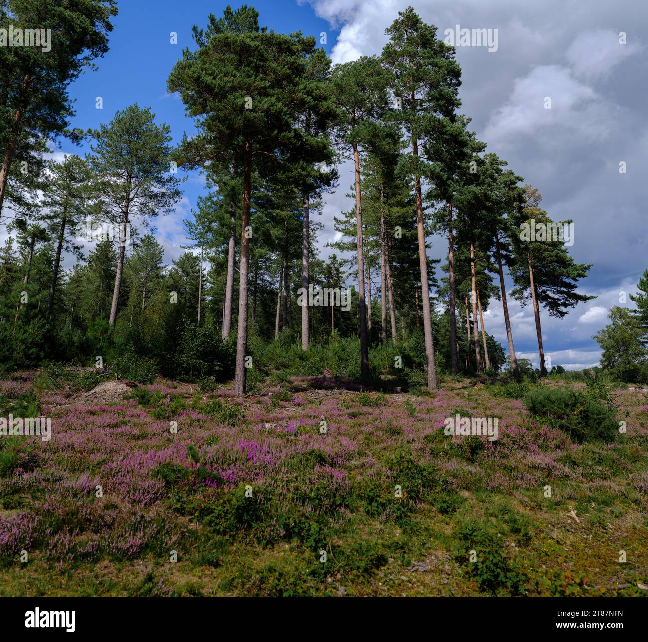 Trees with Heather Stock Photo - Alamy