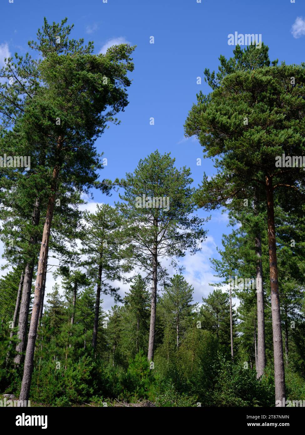 Trees at Deer Leap Park - New Forest Stock Photo - Alamy