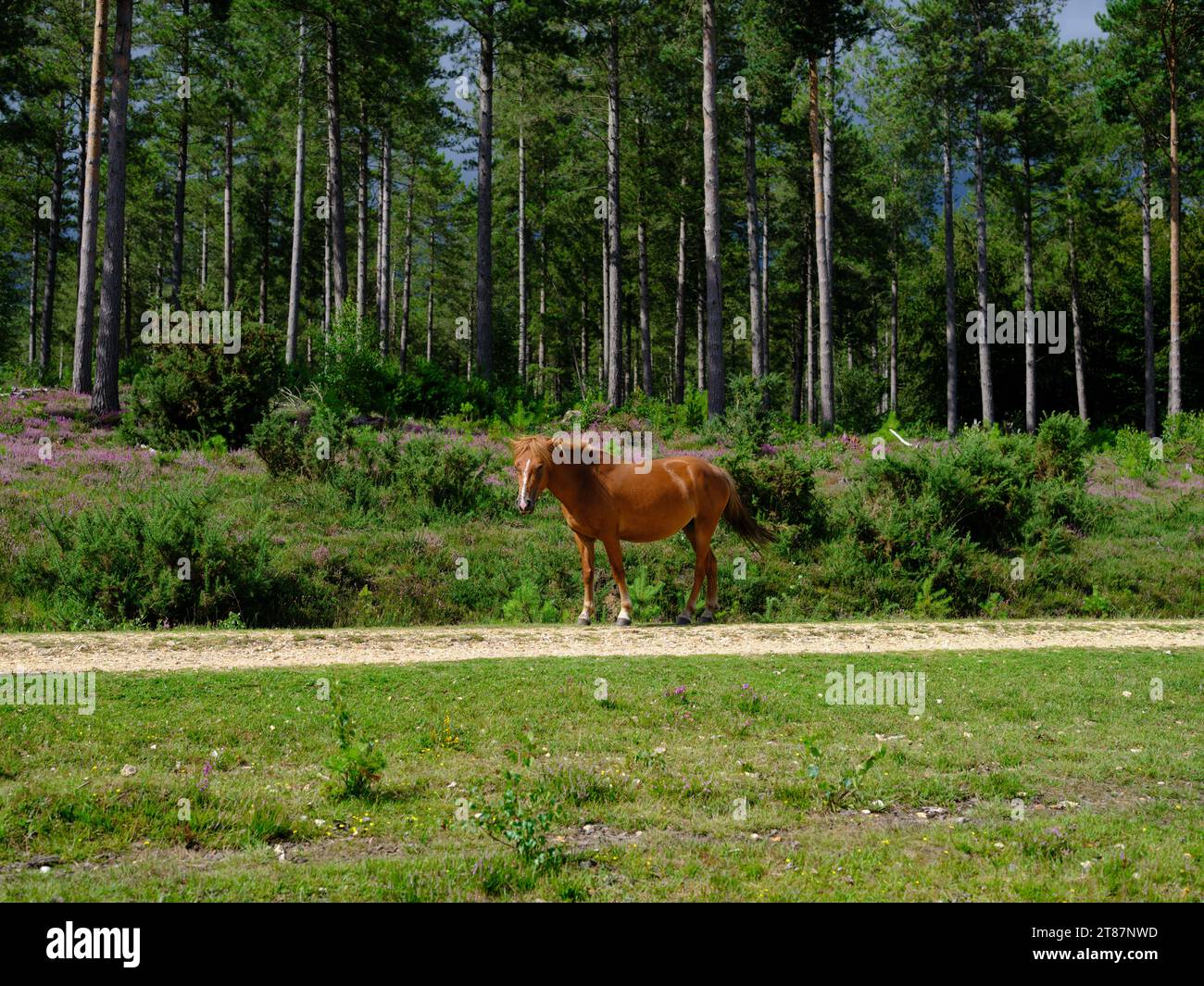 Single Pony in New Forest on a Summer's Day Stock Photo - Alamy