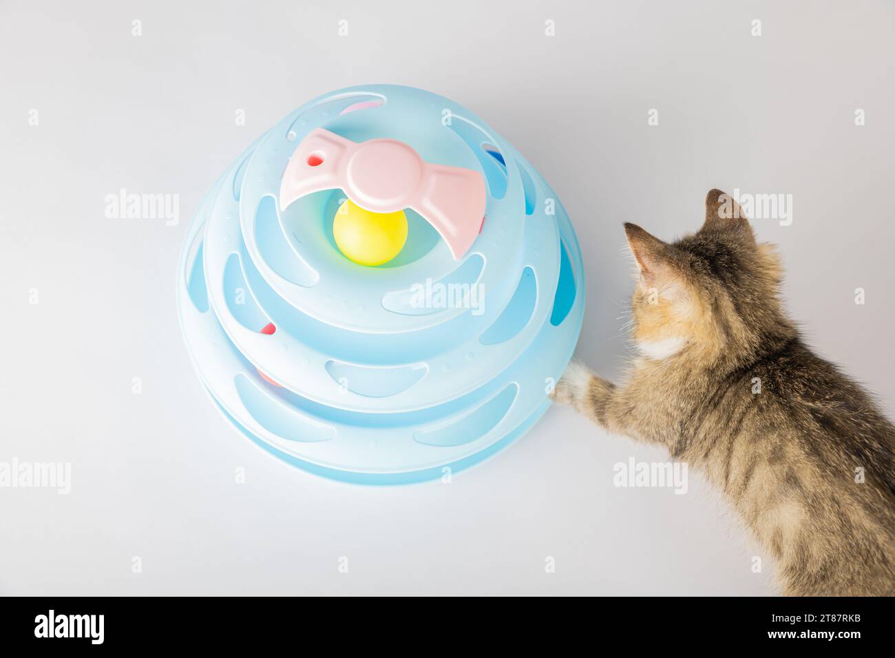 An adorable orange kitten is immersed in play with a cute blue toy ...