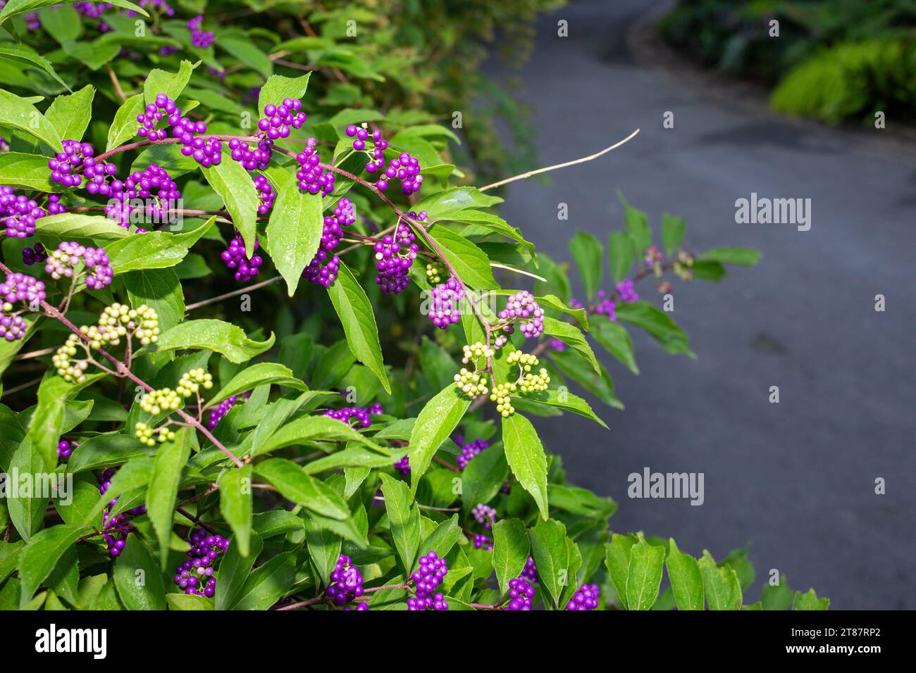 Shiny deep purple berries hi-res stock photography and images - Alamy
